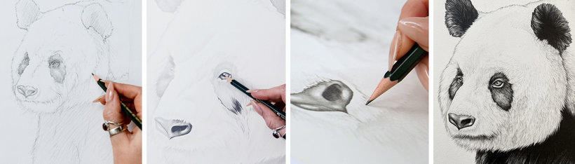 Online Course - Naturalistic Animal Drawing with Graphite Pencil (Amy ...